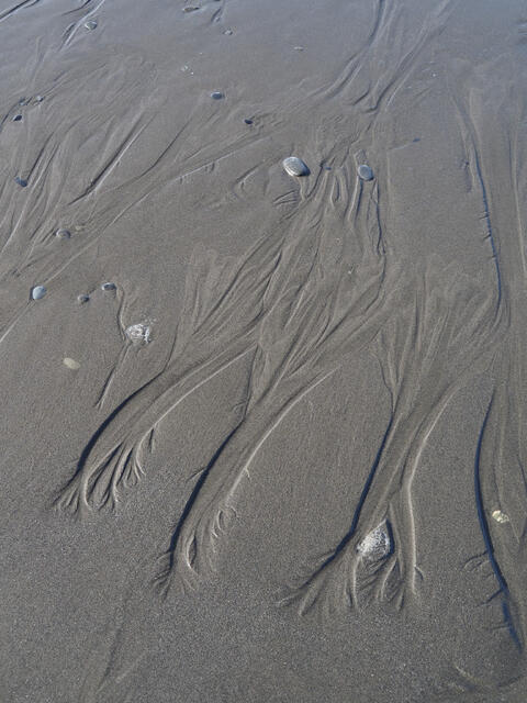 Wave Feathers | Olympic Peninsula, Washington | Rejuvenature Photo