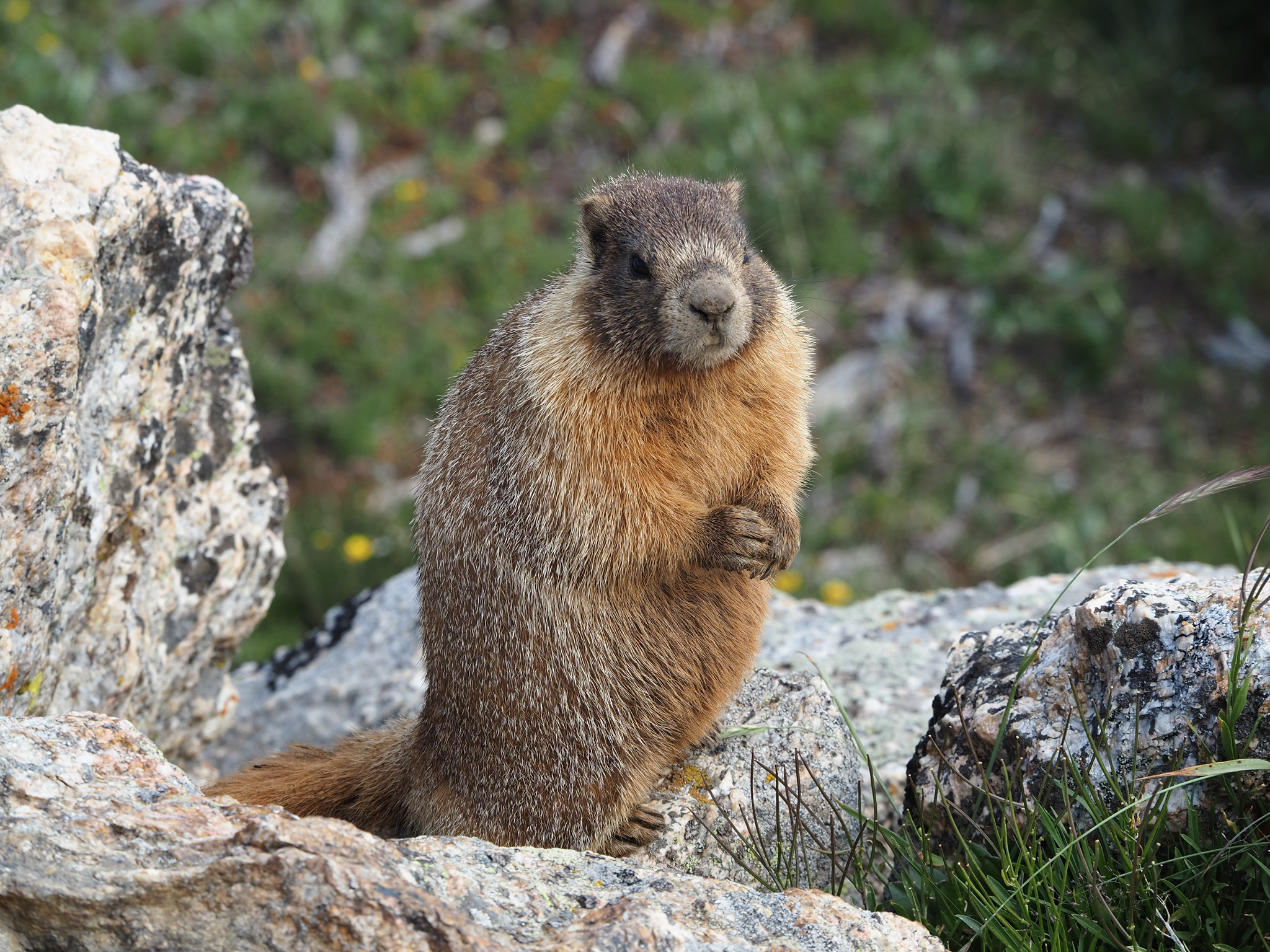 Meditating Marmot | Rocky Mountain National Park | Rejuvenature Photo